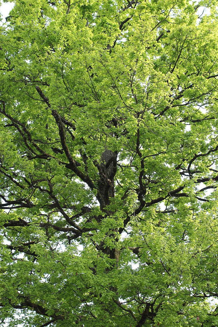 Die Eiche: Der Baum der Deutschen? – Waldseiten